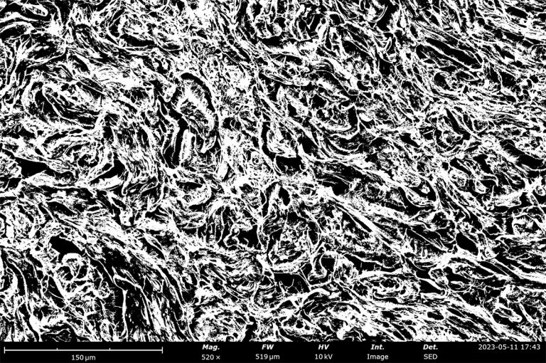 Visualizing Skin Tissue Morphology with Scanning Electron Microscopy ...