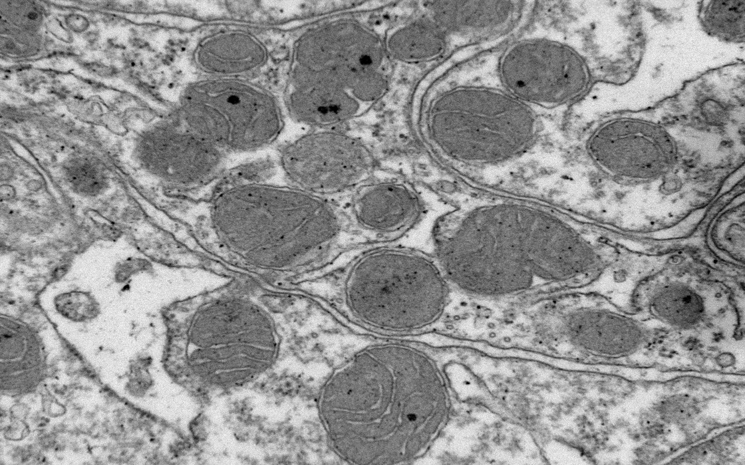 Scanning Transmission Electron Microscopy - Nanoscience Instruments Scanning Transmission Electron Microscopy - Nanoscience Instruments