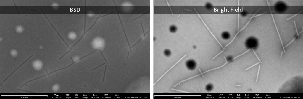Scanning Transmission Electron Microscopy | Nanoscience Instruments