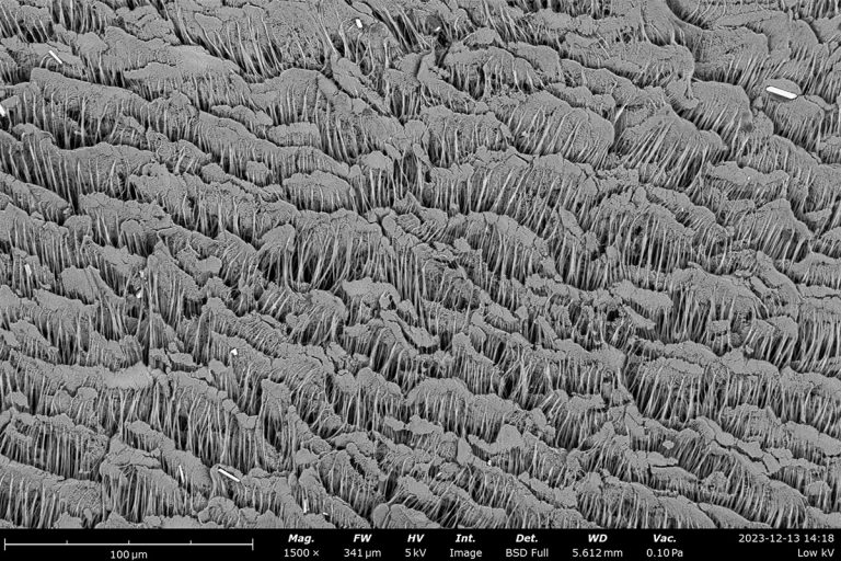 Why Use Low Accelerating Voltage for SEM Imaging? | Nanoscience Instruments