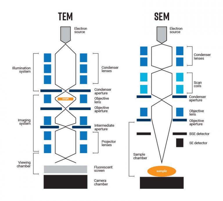 What’s the Difference Between SEM & TEM? | Nanoscience Instruments What’s the Difference Between SEM & TEM? | Nanoscience Instruments