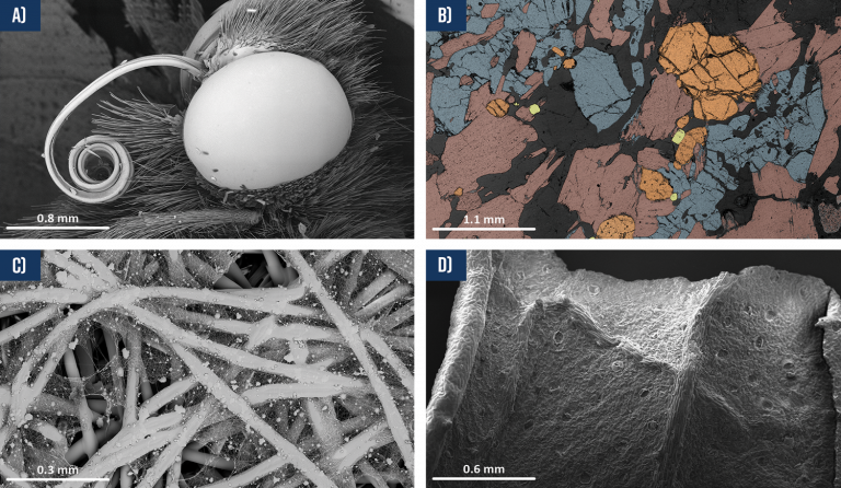 Large Scale Sem Imaging With Automated Image Mapping Nanoscience Instruments