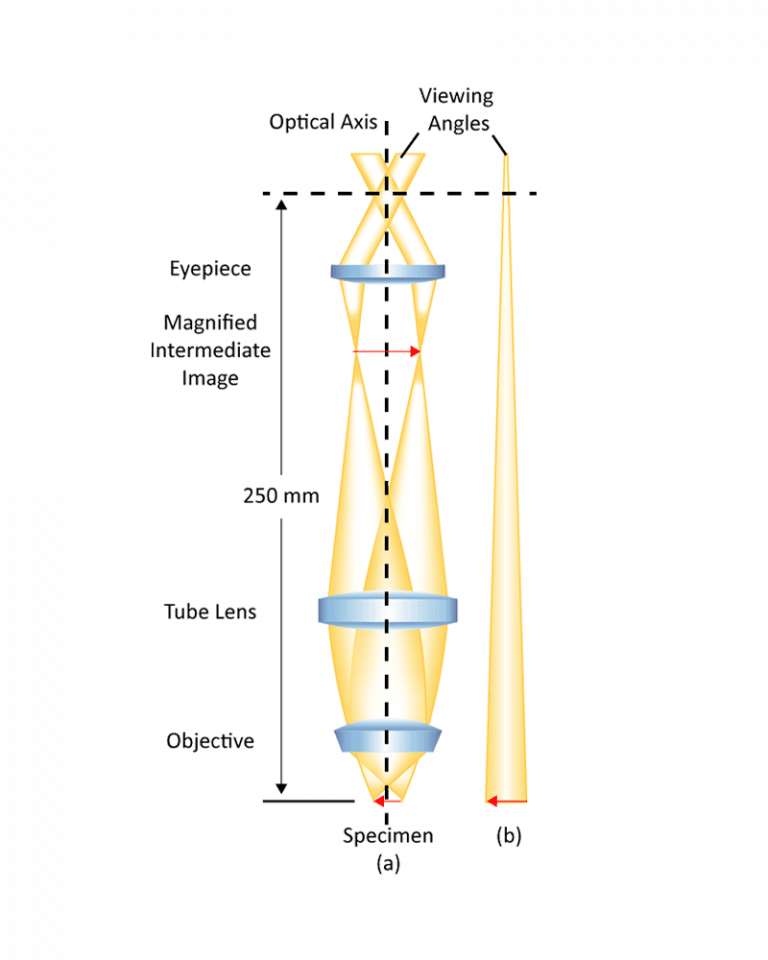 From Photons to Electrons: Optical and Electron Microscopy ...