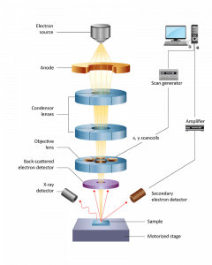From Photons to Electrons: Optical and Electron Microscopy ...