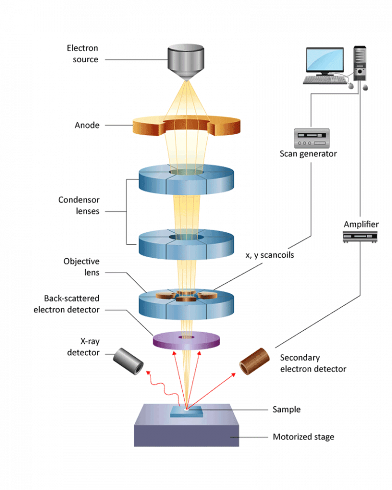 From Photons to Electrons: Optical and Electron Microscopy | Nanoscience Instruments