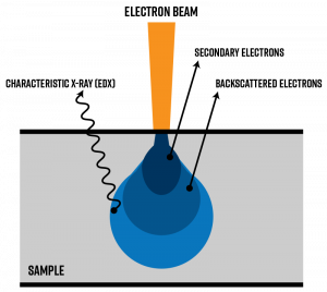 Secondary Electrons in SEM: Unlocking Surface Insights at the Nanoscale ...