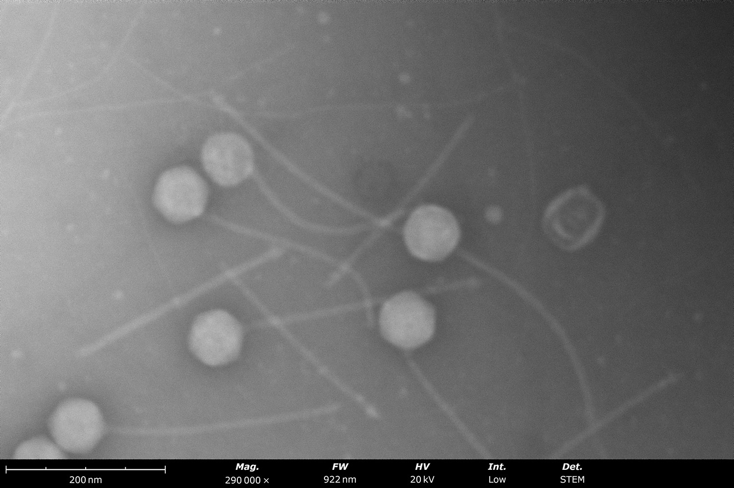 Phenom Pharos: A Compact Desktop STEM for Screening Negative Stained ...