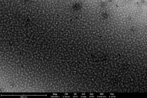 Phenom Pharos: A Compact Desktop STEM for Screening Negative Stained Samples | Nanoscience ...