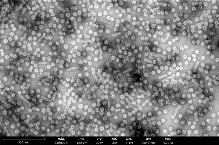 Phenom Pharos: A Compact Desktop STEM for Screening Negative Stained ...