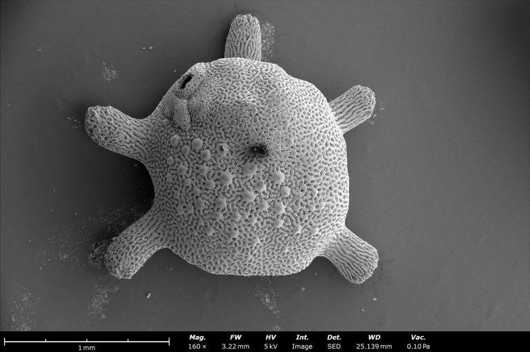 Desktop Scanning Electron Microscopy in Geology | Nanoscience Instruments